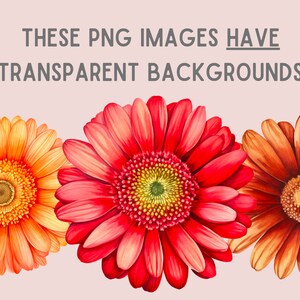 Watercolour Vibrant Daisies Clipart Spring Flower Elements PNG Digital ...