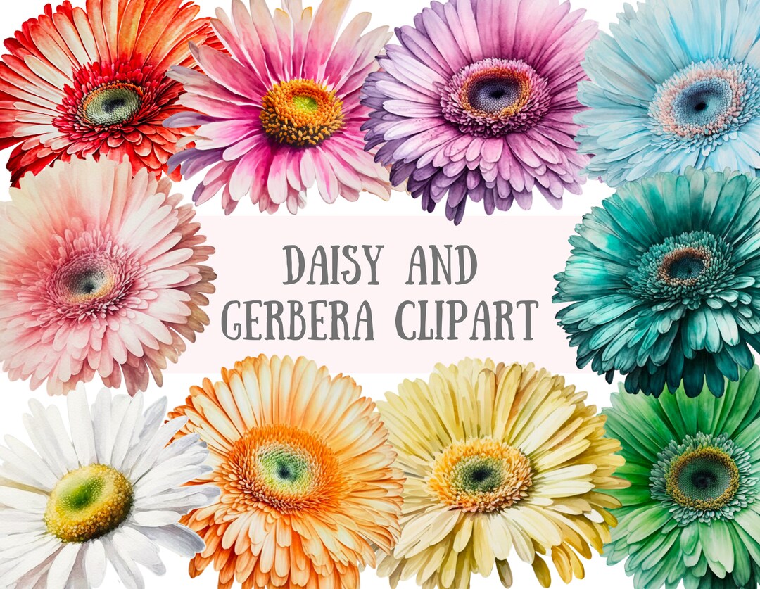 Watercolour Daisy and Gerbera Clipart Spring Flower PNG Digital Image ...