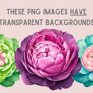 Watercolour Vibrant Peony Clipart Spring Flower Elements PNG Digital ...