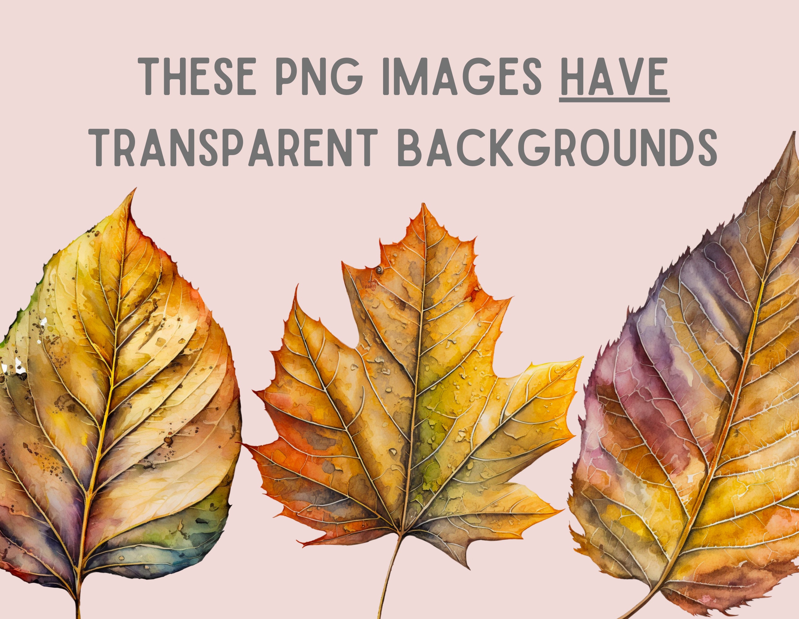 Watercolour Fall Leaves Clipart Autumn Leaf PNG Digital Image Downloads ...