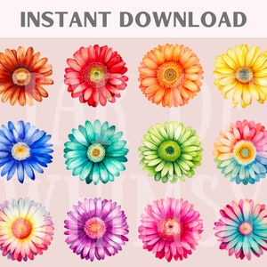 Watercolour Vibrant Daisies Clipart Spring Flower Elements PNG Digital ...
