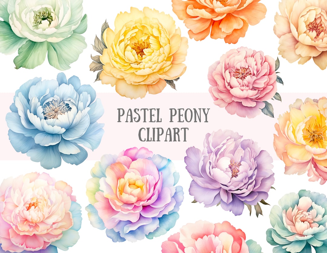 Watercolour Pastel Peony Clipart Spring Flower Elements PNG Digital ...