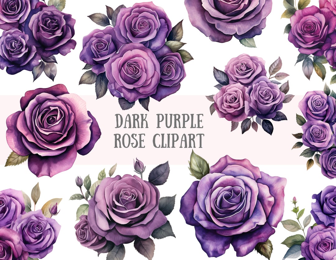 Watercolour Dark Purple Rose Clipart Violet Flower Graphics PNG Digital ...