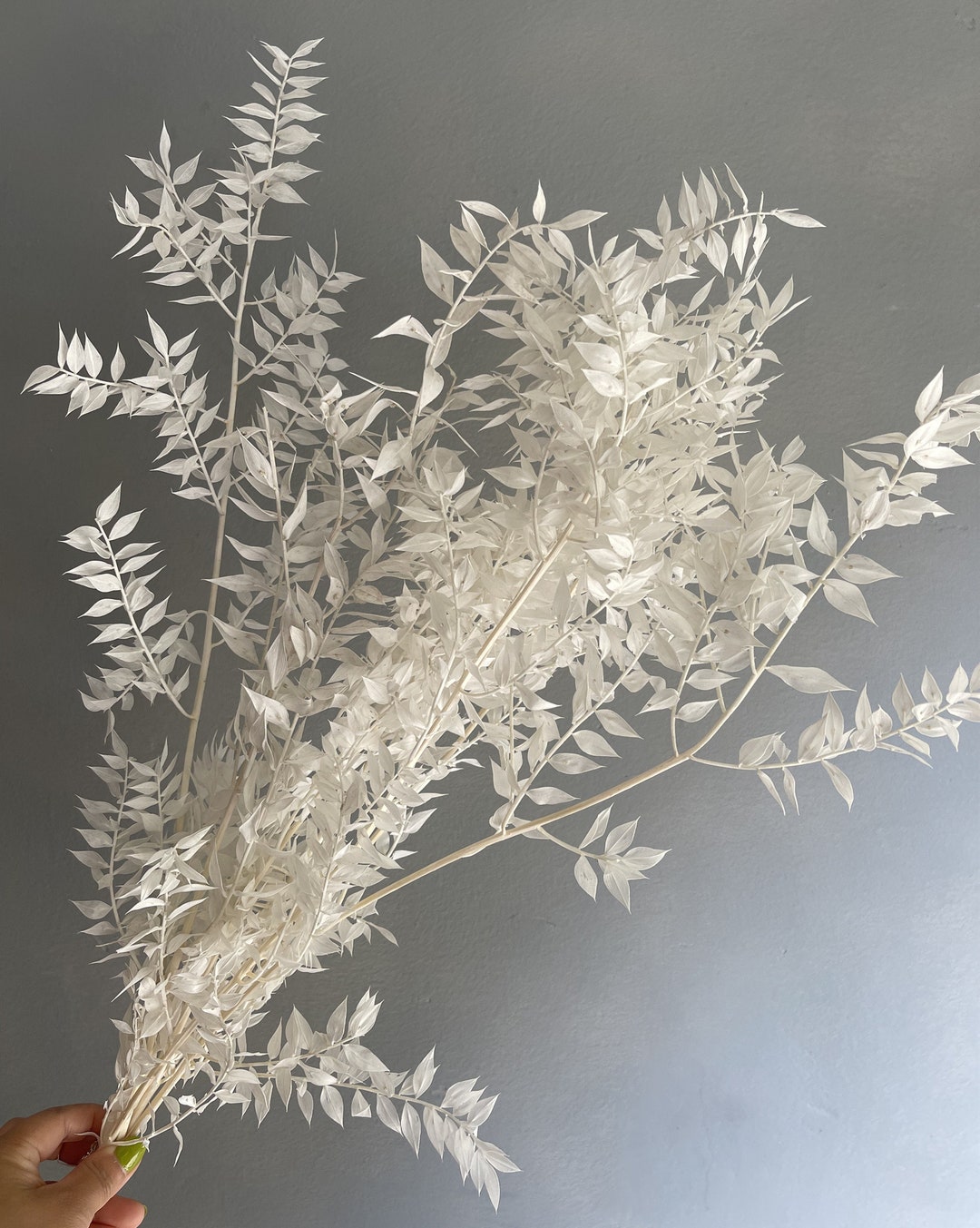 5 -6 Stems Premium Italian White Ruscus ,preserved Stems ,boho Wedding ...