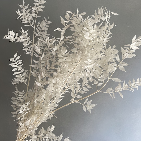 Ruscus Preserved - Etsy