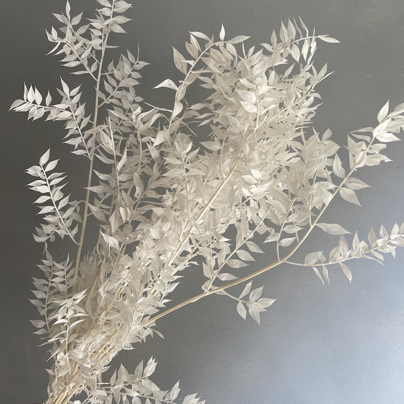 Ruscus Preserved - Etsy