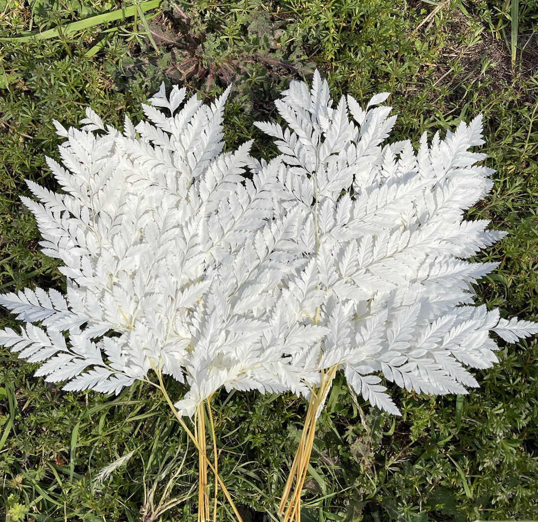 10 Stems Preserved Fern Leaf, Antiseptic White Leaves, Bohemian Wedding ...
