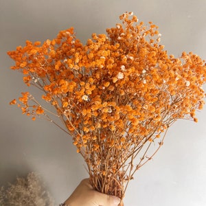 Orange Baby's Breath/white Baby's Breath/mini Dried Flower/eternal ...