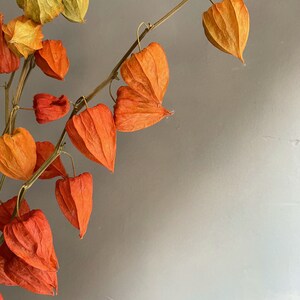 Real Dried Physalis Branches，natural Lantern Fruit Branches，dry Flowers ...