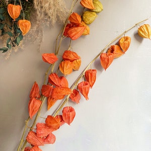 Real Dried Physalis Branches，natural Lantern Fruit Branches，dry Flowers ...