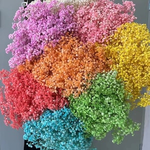 Orange Baby's Breath/white Baby's Breath/mini Dried Flower/eternal ...