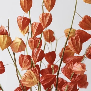 Real Dried Physalis Branches，natural Lantern Fruit Branches，dry Flowers ...