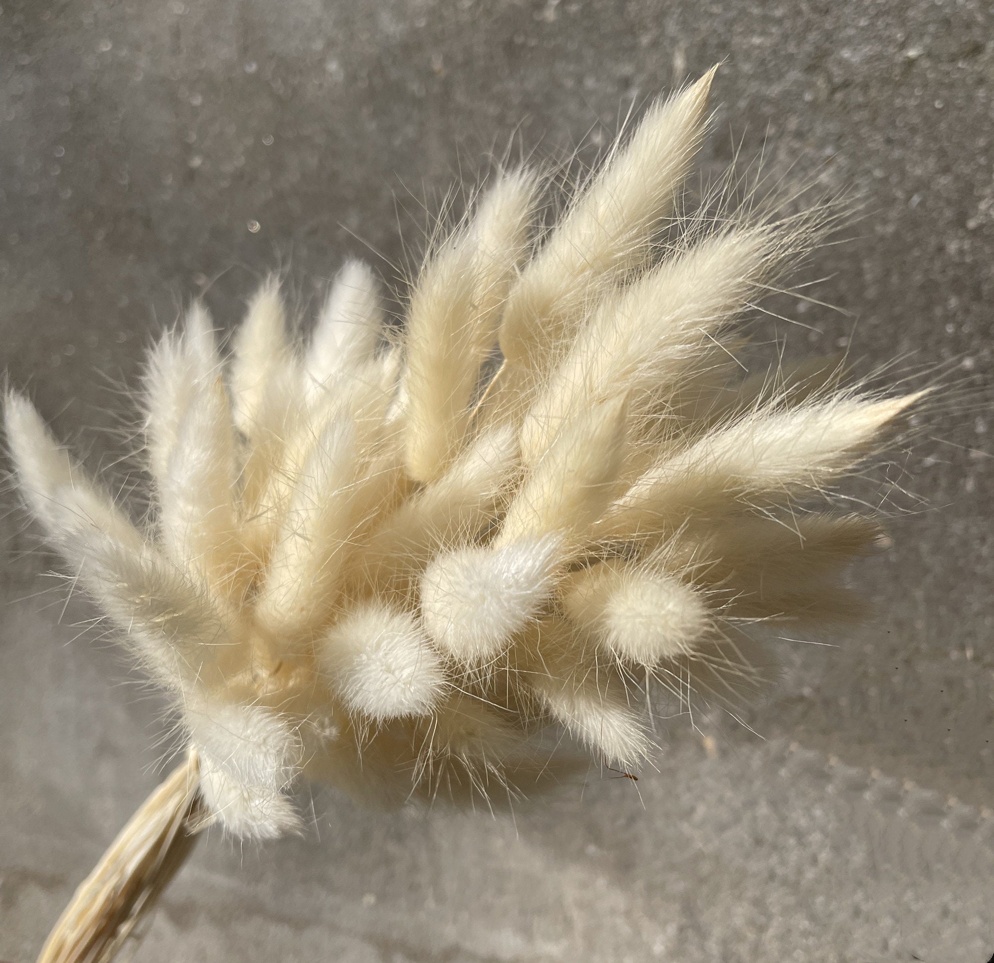 50-60 Stems Rabbit's Tail Grass /natural Pampas - Etsy