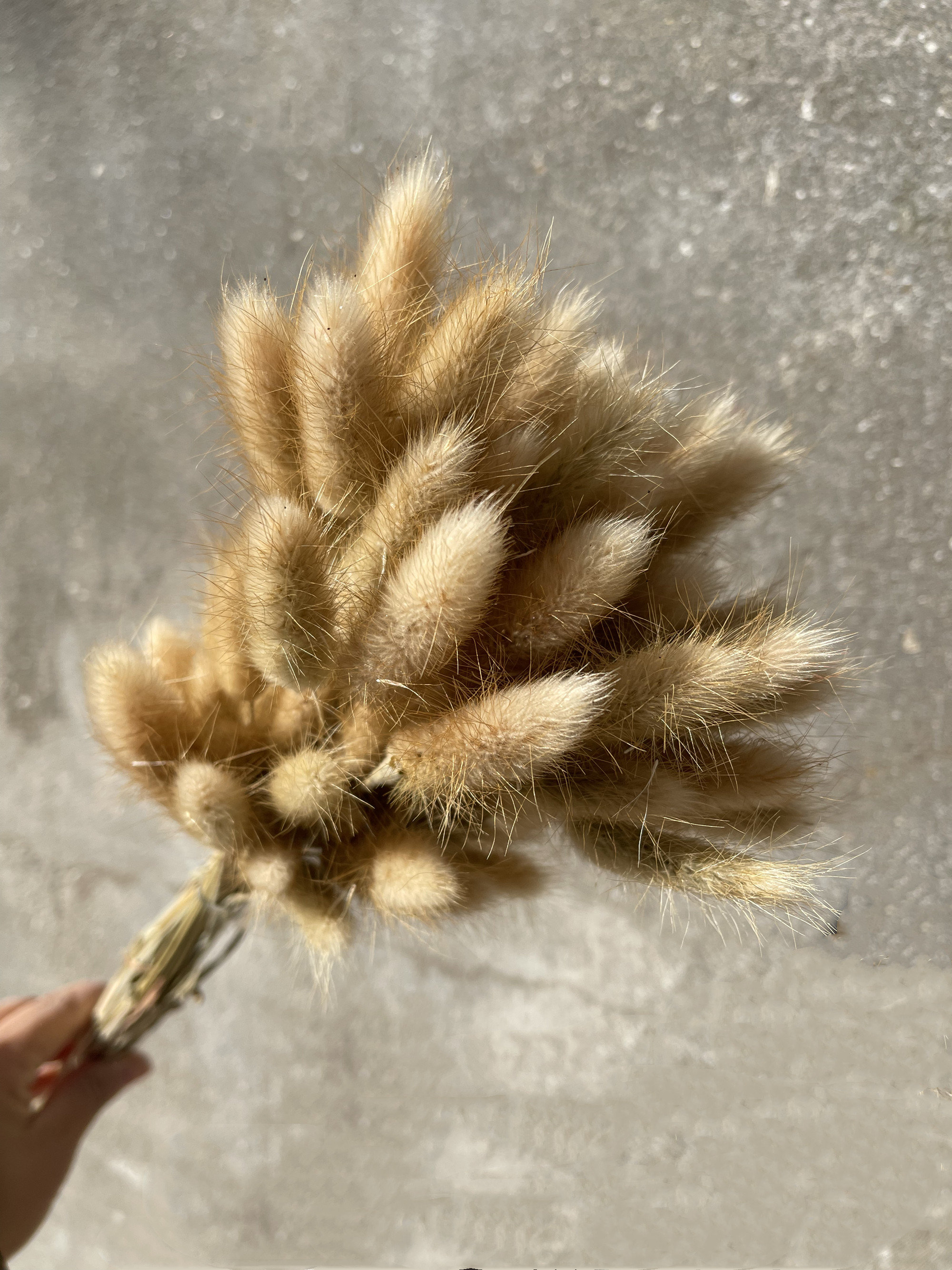 50-60 Stems Rabbit's Tail Grass /natural Pampas - Etsy