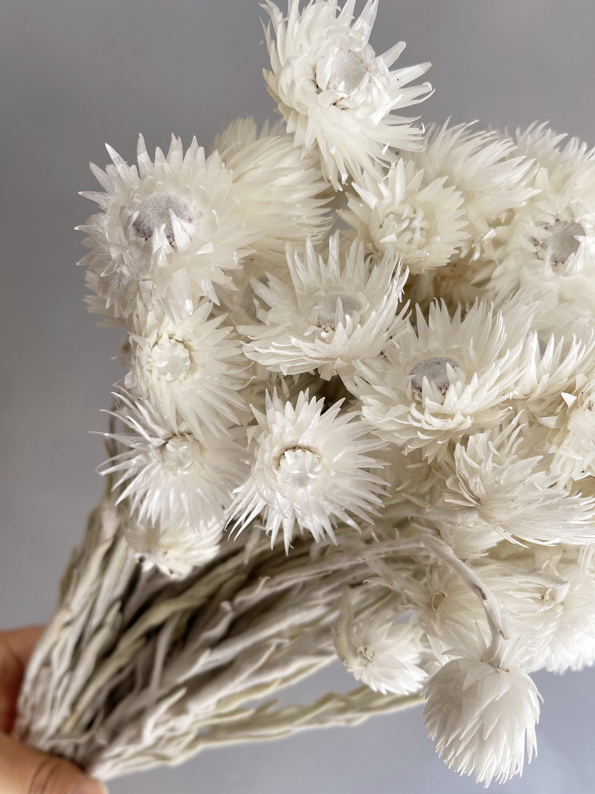 High Quality White Dried Flowers/snow Lotus/white Flowers - Etsy