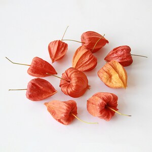 Real Dried Physalis Branches，natural Lantern Fruit Branches，dry Flowers ...