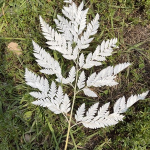 10 Stems Preserved Fern Leaf, Antiseptic White Leaves, Bohemian Wedding ...