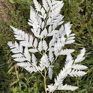 10 Stems Bleached Fern Leaf: Bohemian Wedding Decoration - Etsy