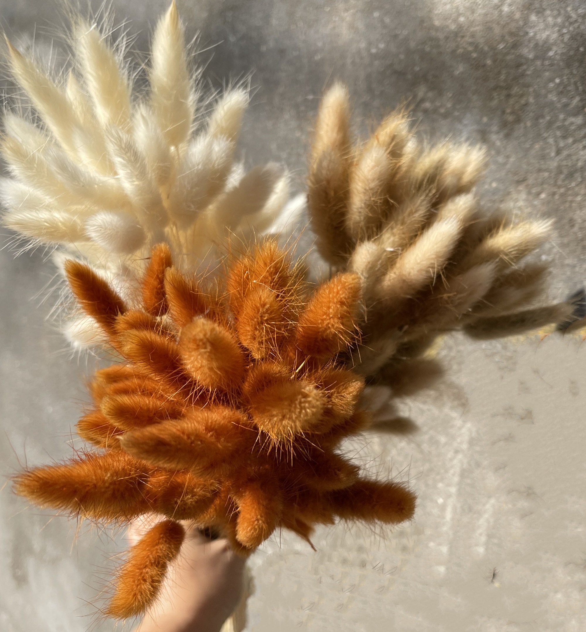 50-60 Stems Rabbit's Tail Grass /natural Pampas Grass/bohemian Wedding ...