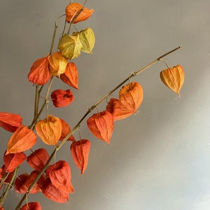 Real Dried Physalis Branches，natural Lantern Fruit Branches，dry Flowers ...