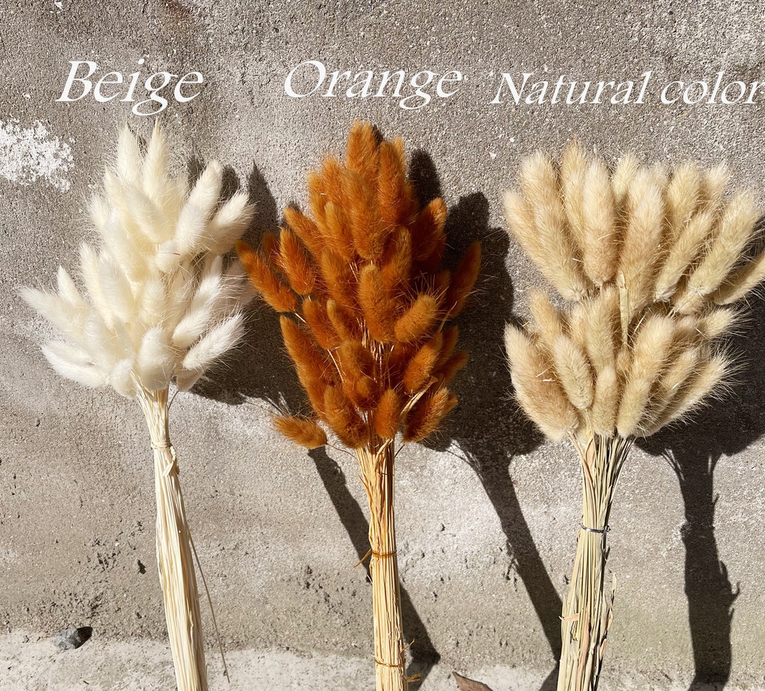 50-60 Stems Rabbit's Tail Grass /natural Pampas Grass/bohemian Wedding ...