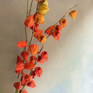 Real Dried Physalis Branches，natural Lantern Fruit Branches，dry Flowers ...