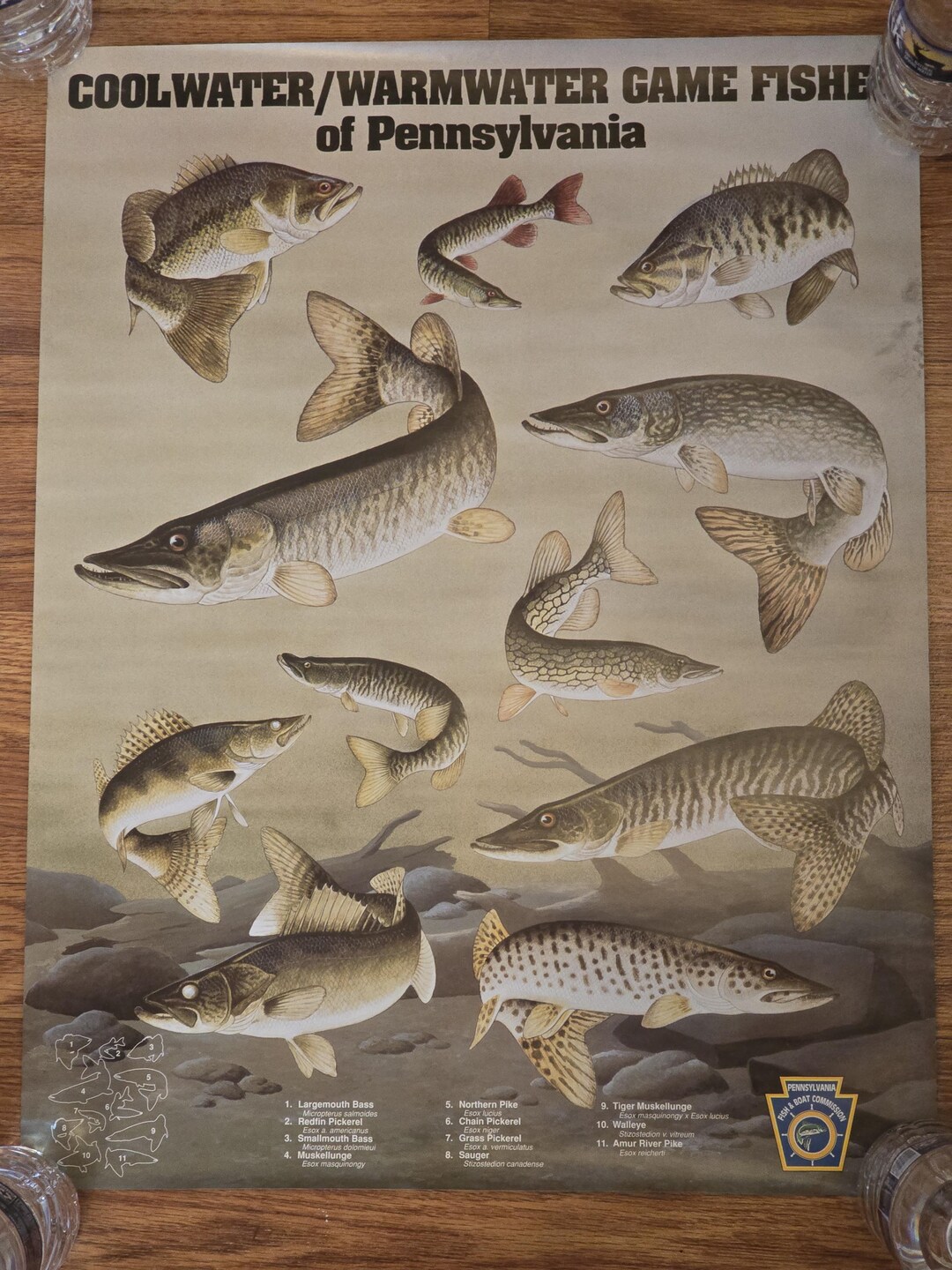1975 Coldwater Warmwater Game Fishes of Pennsylvania 17x22 Poster - Etsy