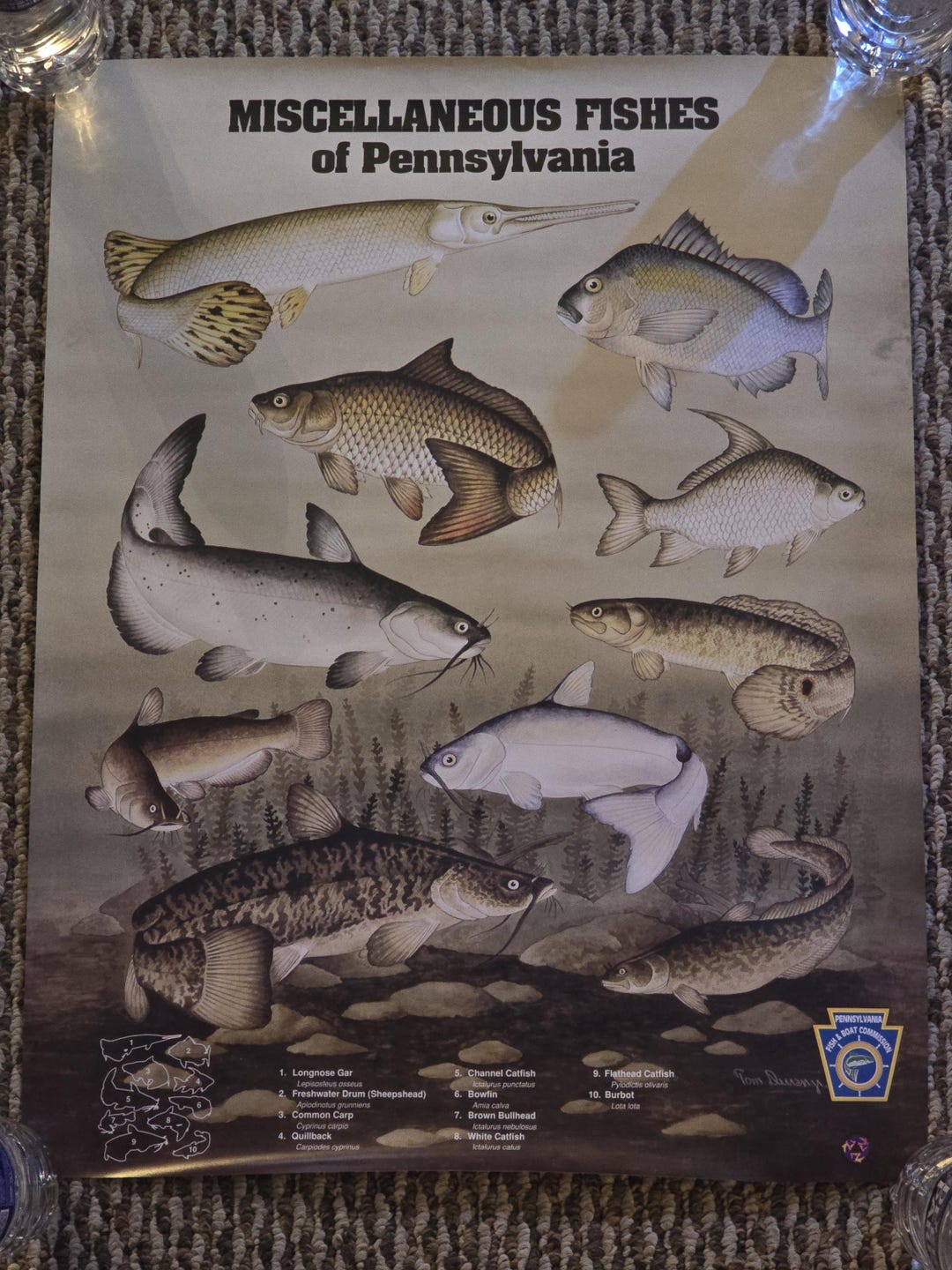 1970s Miscellaneous Fishes of Pennsylvania 17"x22" Poster - Etsy