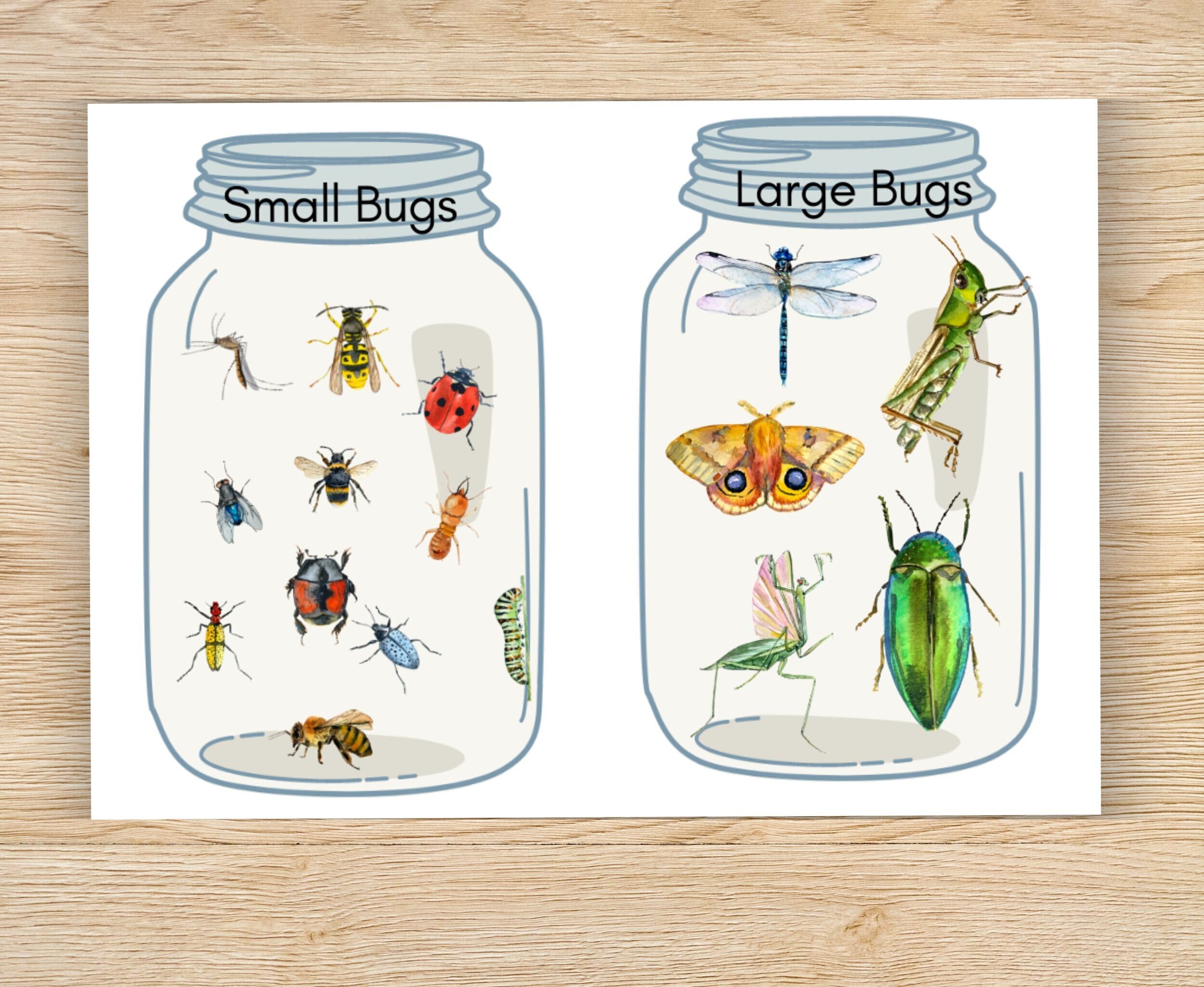Insect Size Sorting Activity Insect Size Match Montessori - Etsy UK