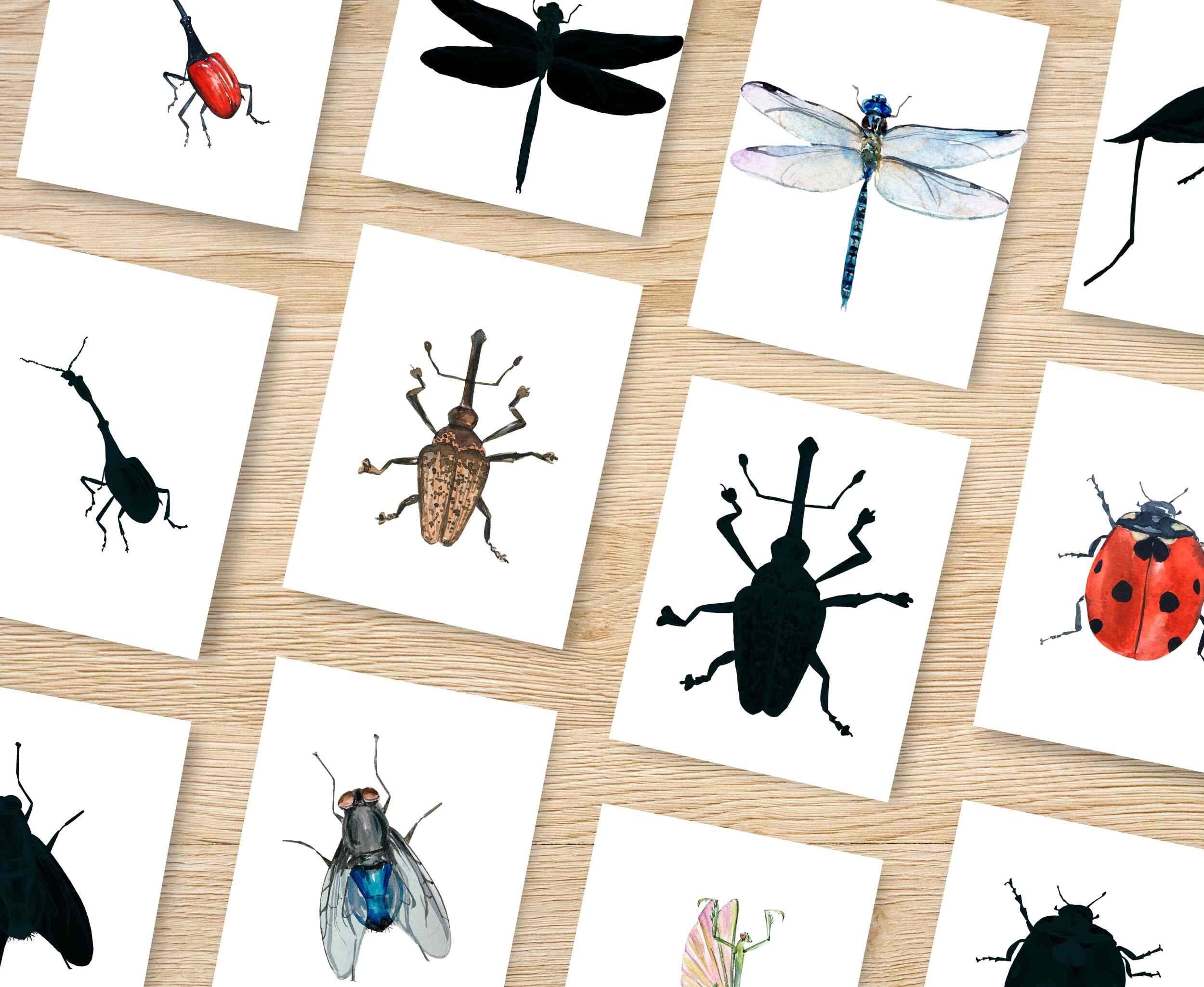 Insect Themed Shadow Cards, Kindergarten Shadow Cards, Homeschool ...
