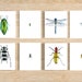 Insect Magnifying Match Activity, Kindergarten Winter Activity, Toddler ...
