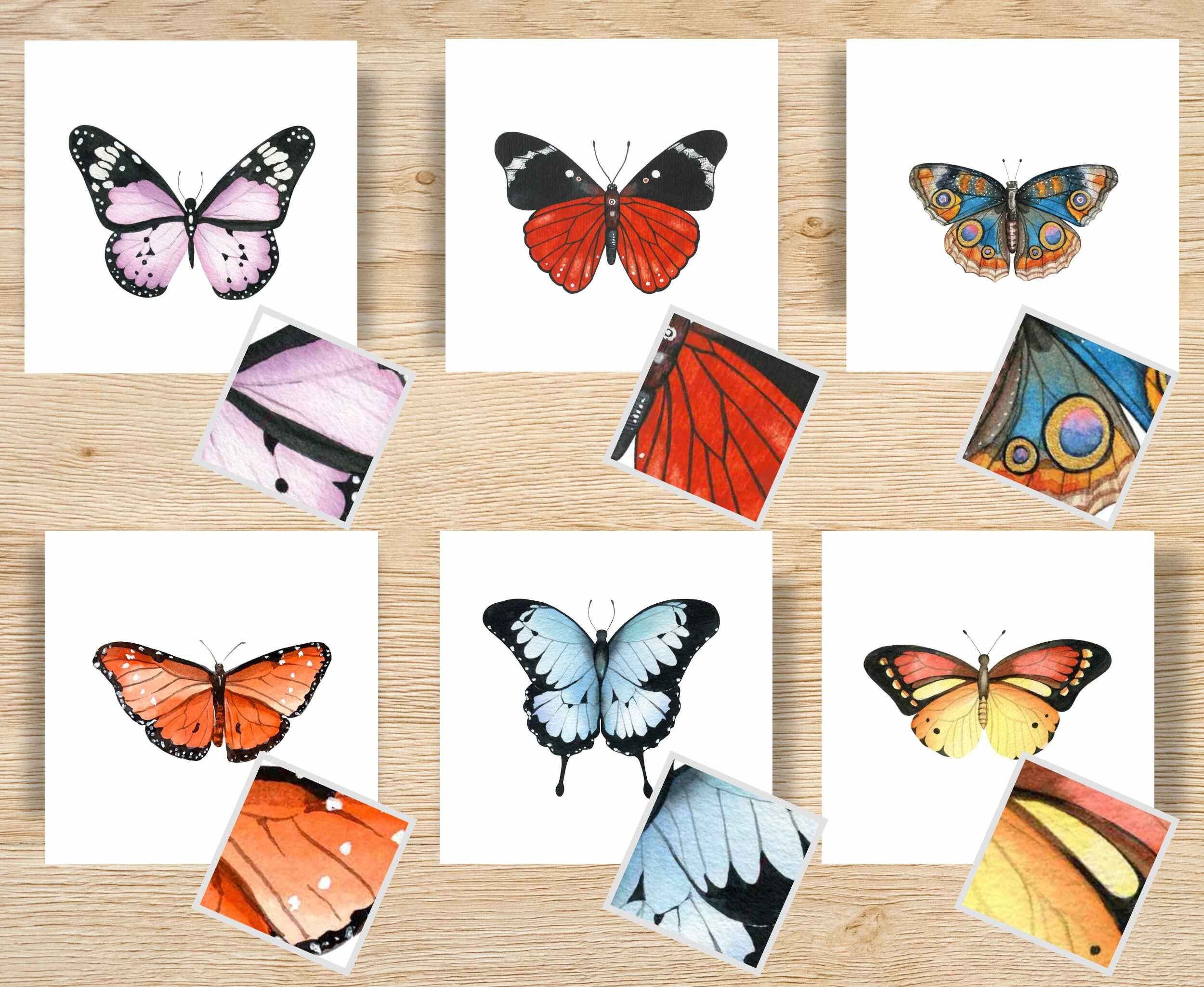 Bilateral Symmetry Butterfly