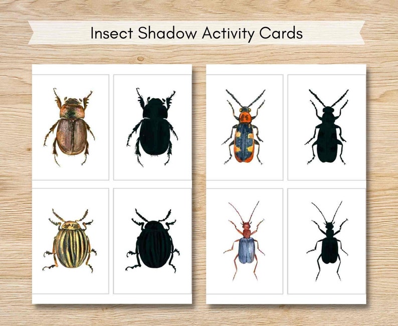 Insect Themed Shadow Cards, Kindergarten Shadow Cards, Homeschool ...