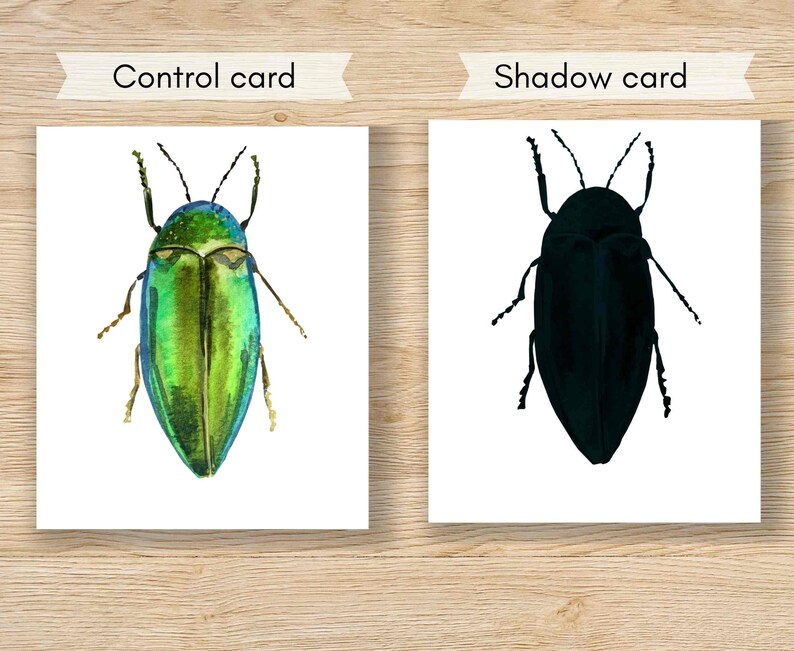 Insect Themed Shadow Cards Kindergarten Shadow Cards - Etsy