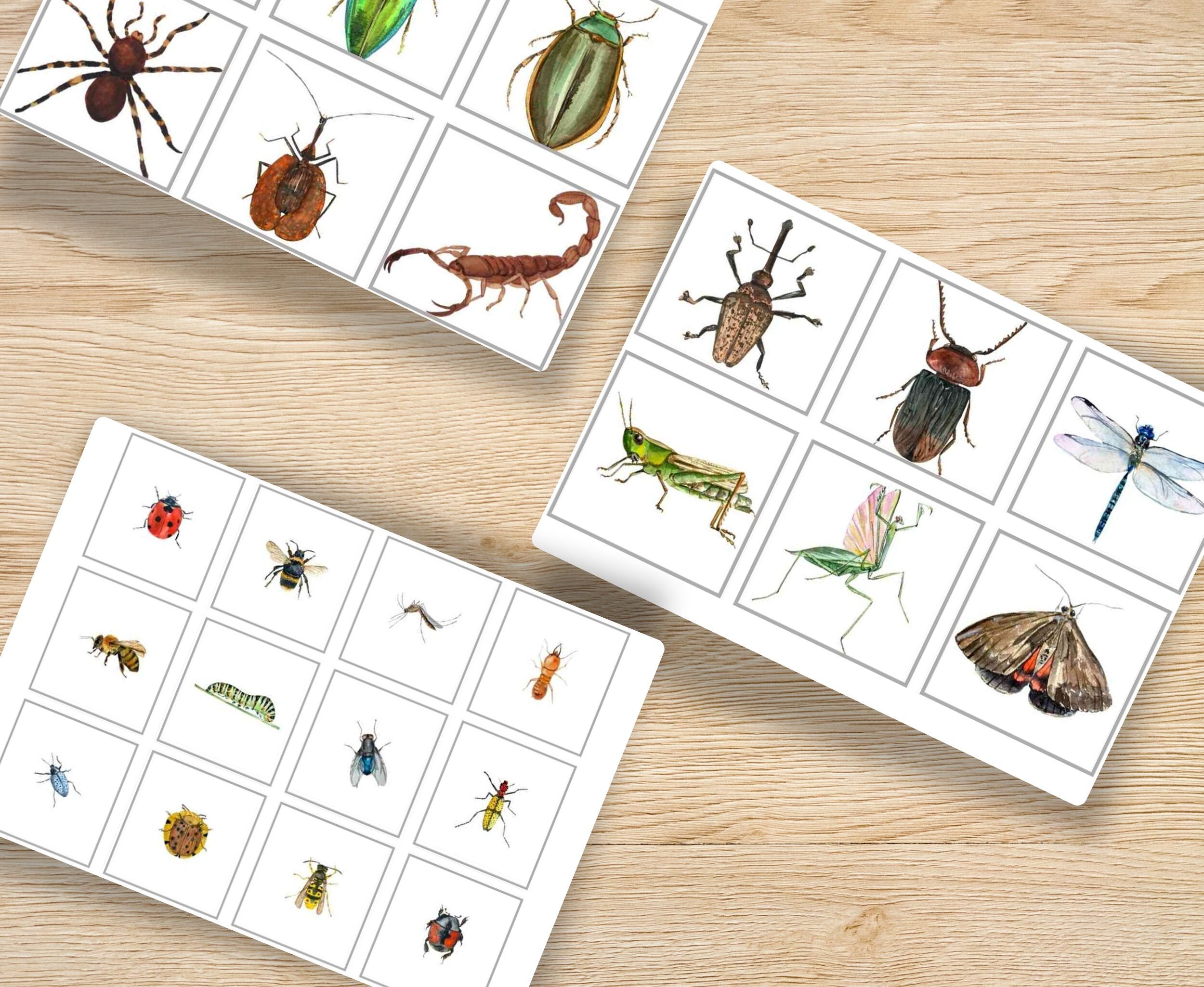 Insect Size Sorting Activity Insect Size Match Montessori - Etsy UK