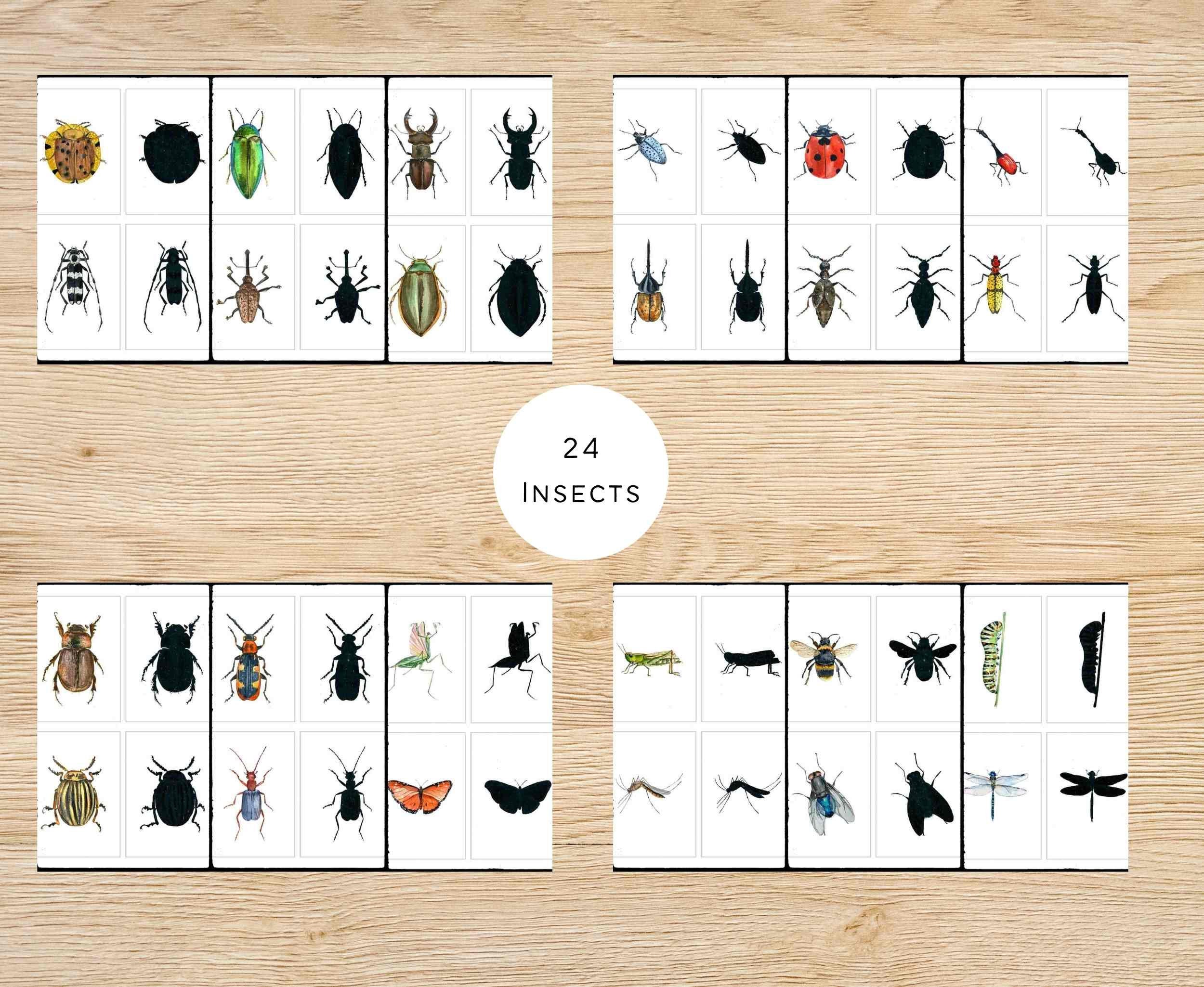 Insect Themed Shadow Cards, Kindergarten Shadow Cards, Homeschool ...