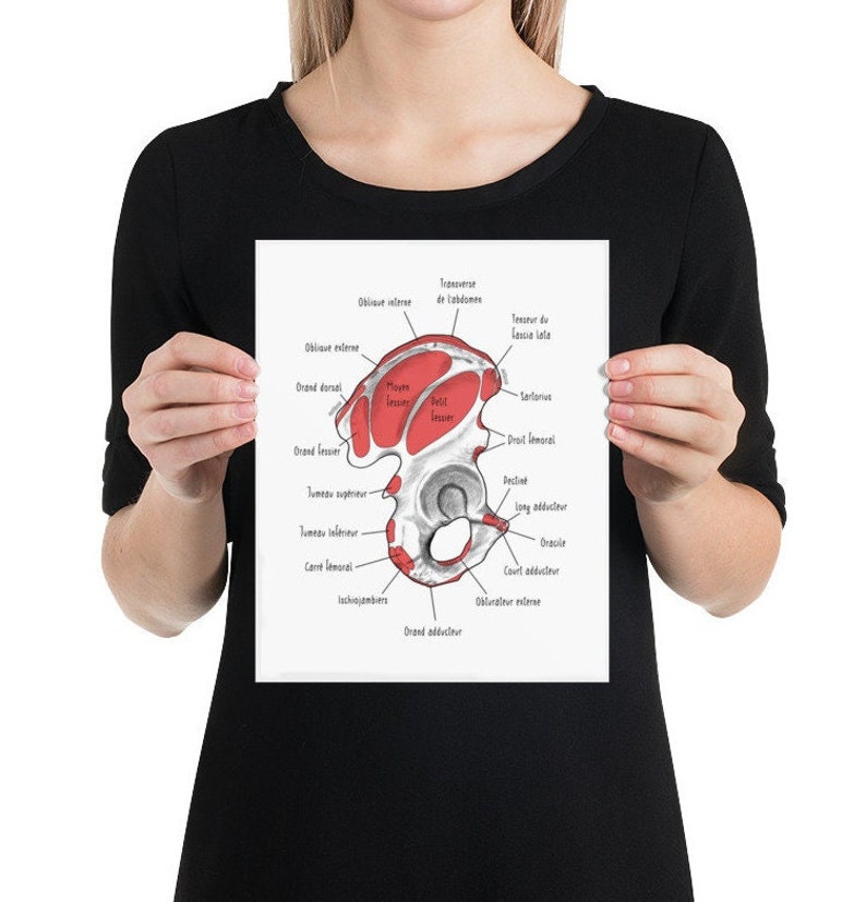 Iliac Bone and Muscles - Poster - Without Frame - Etsy