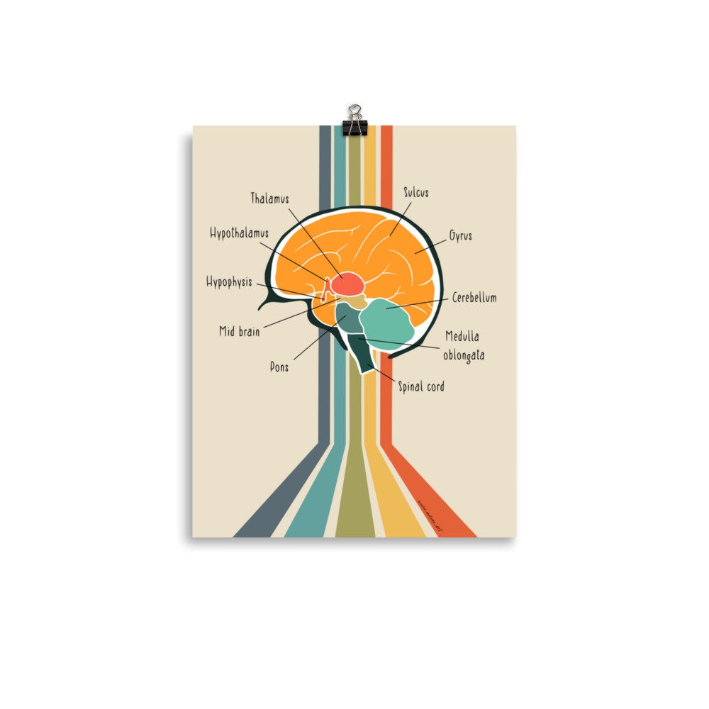 Brain Anatomy 70's POSTER Without Frame - Etsy