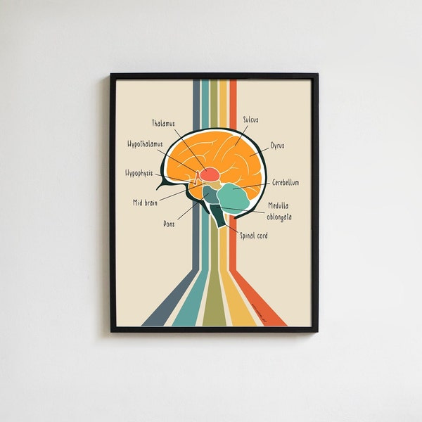 Anatomie Brain Poster - Etsy