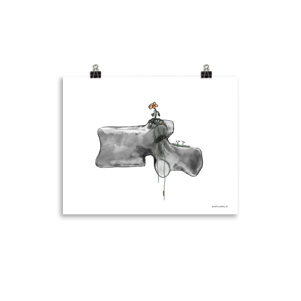 Lumbar Vertebra - Poster - Without Frame - Etsy