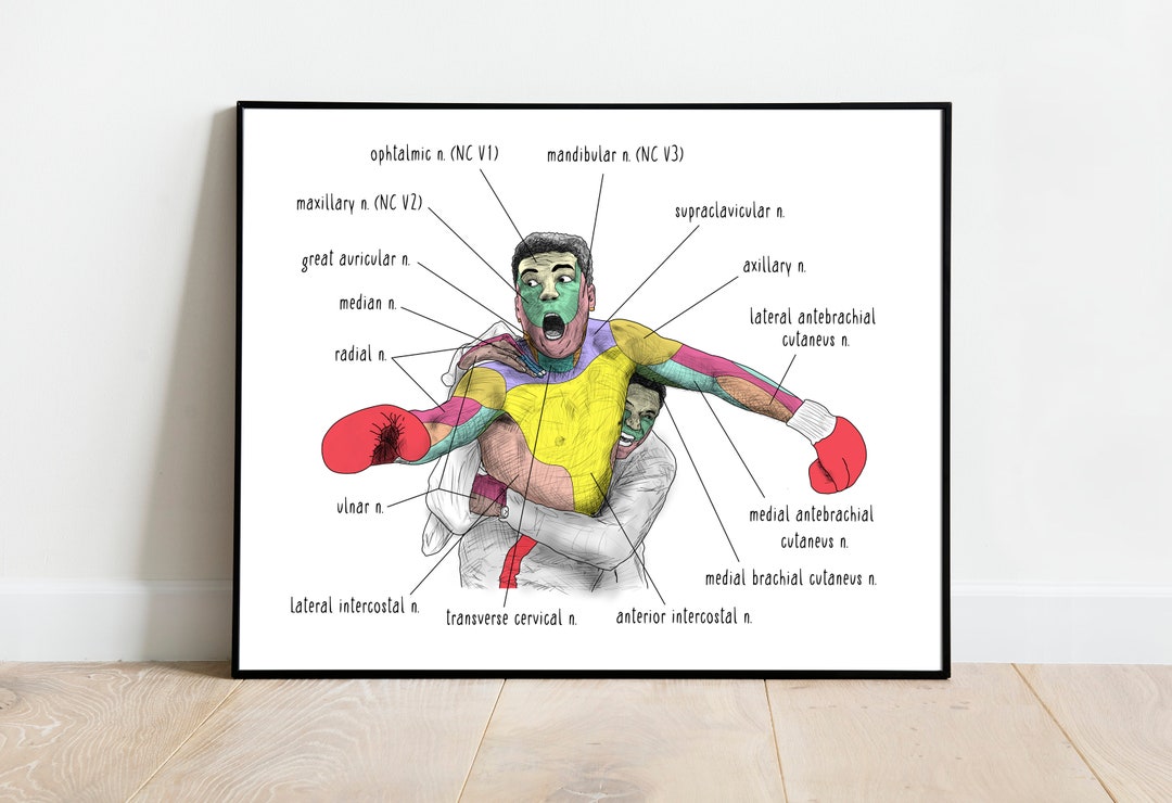 Boxer - Anatomy - Cutaneus Territories - Printerd Art - Without Frame ...