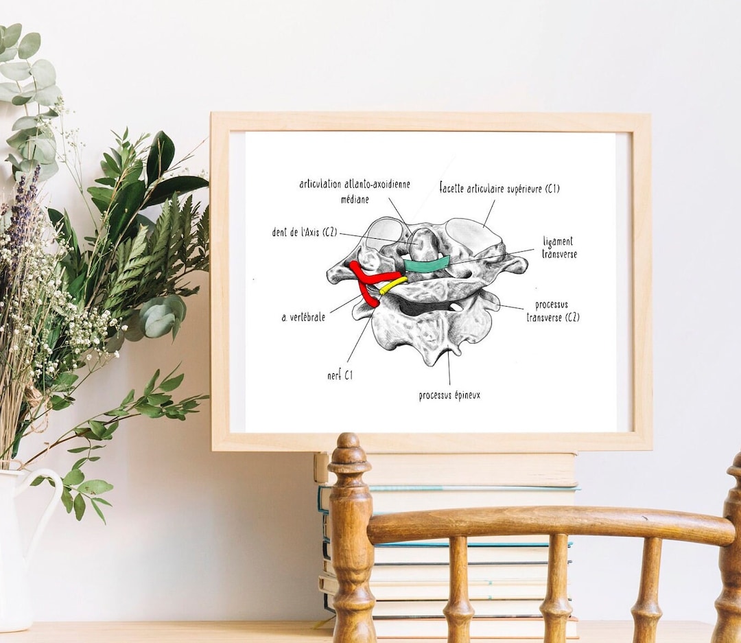 Vertebra - Anatomy - Printerd Art - Without Frame - Etsy