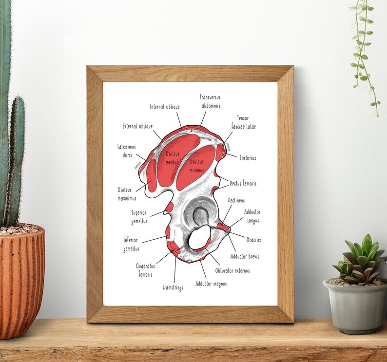 Iliac Bone and Muscles - Poster - Without Frame - Etsy
