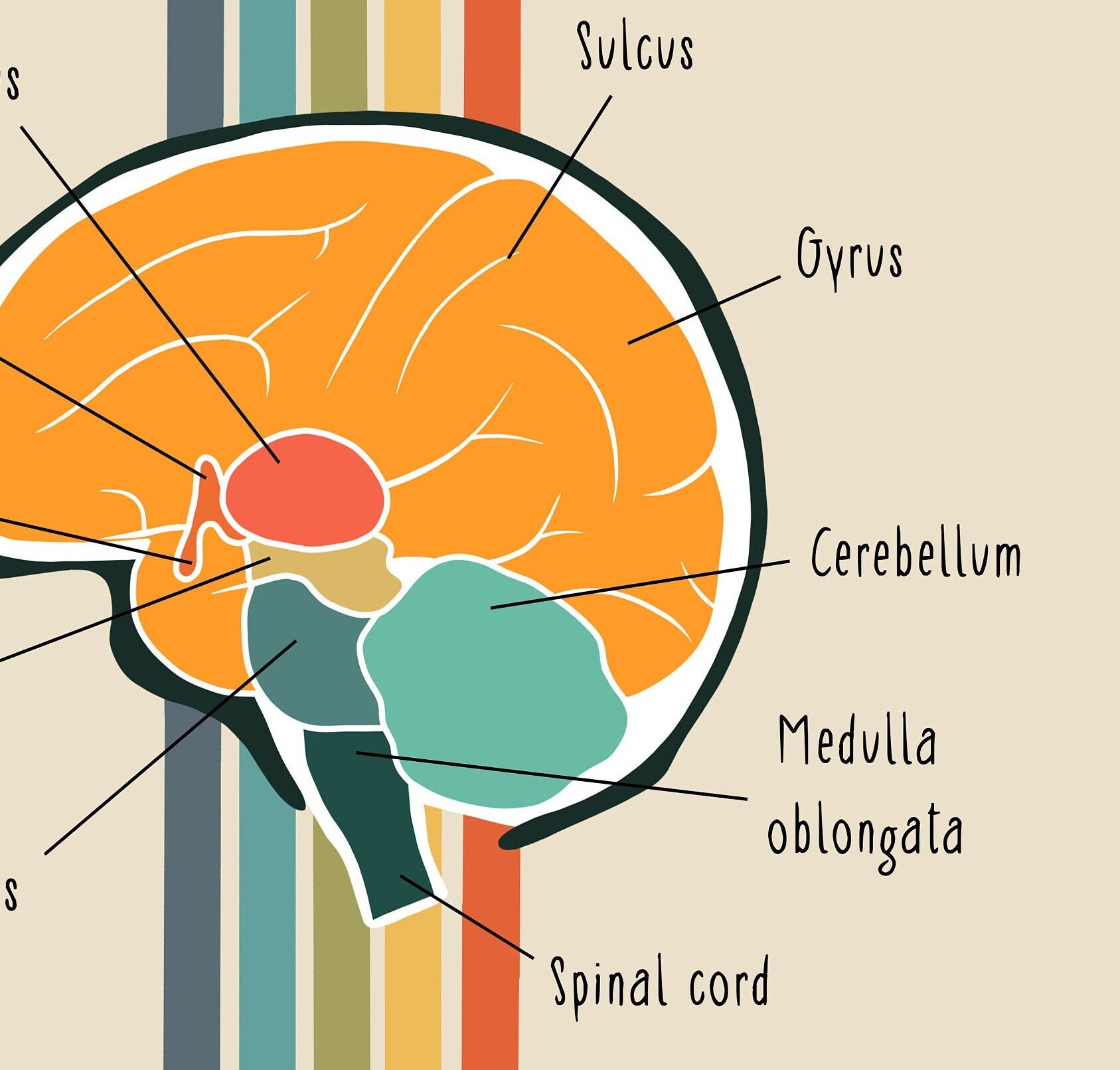 Brain Anatomy 70's POSTER Without Frame - Etsy