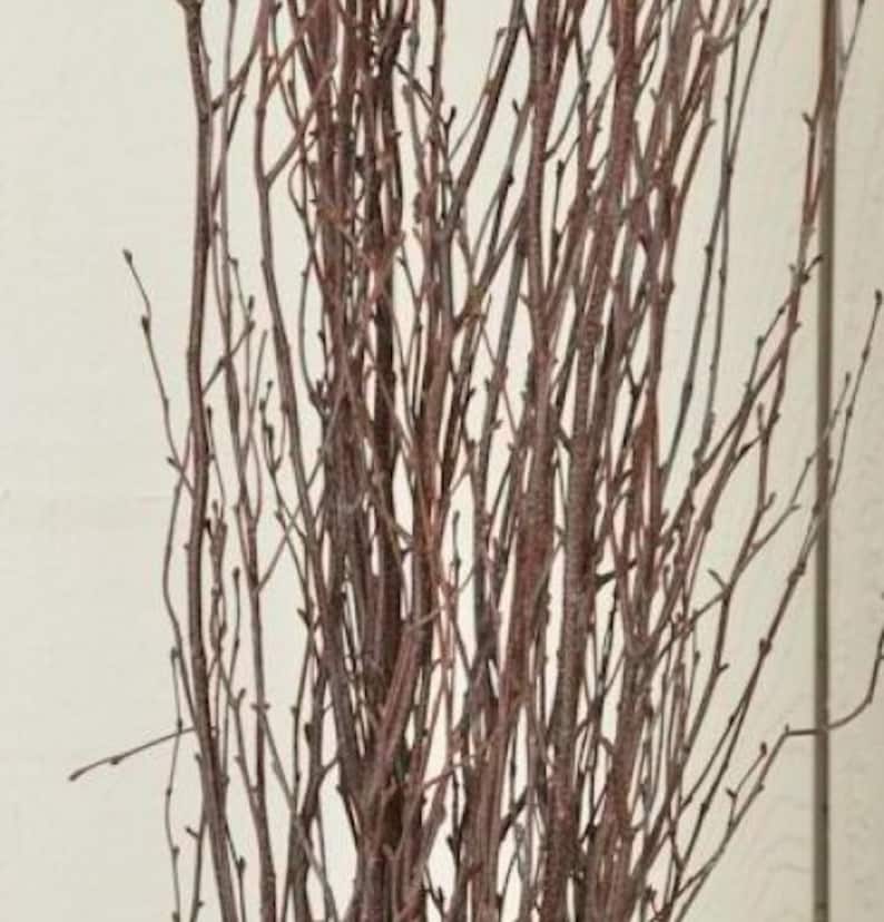 BULK Case of 46” Birch Branches - 60 Stems Total - Etsy