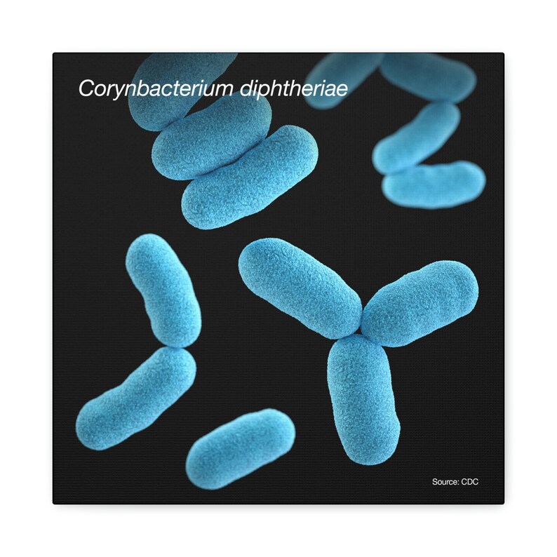 Corynebacterium Diphtheriae - Etsy
