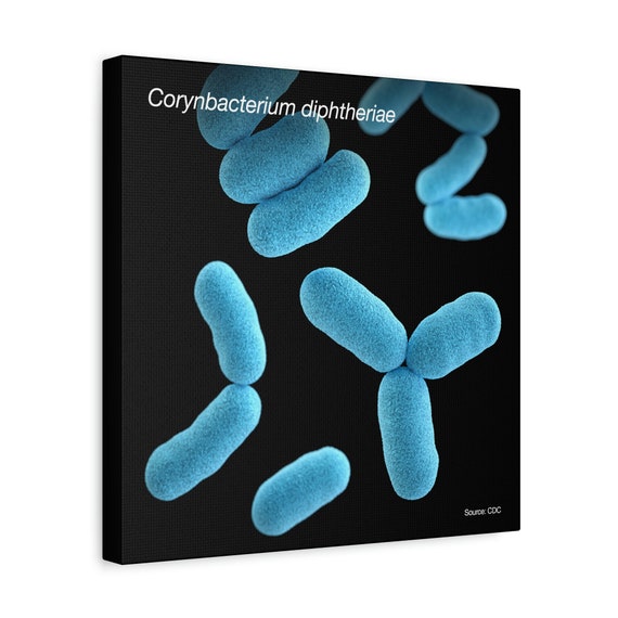 Corynebacterium Diphtheriae