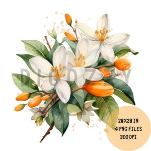 Watercolor Orange Blossom Clipart Watercolor Clipart Orange - Etsy