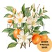 Watercolor Orange Blossom Clipart Watercolor Clipart Orange - Etsy