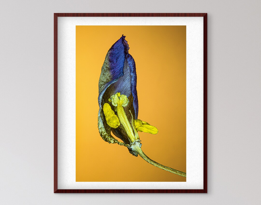 Flower Downloadable Print,printable Artwork,floral Photos,botanical ...